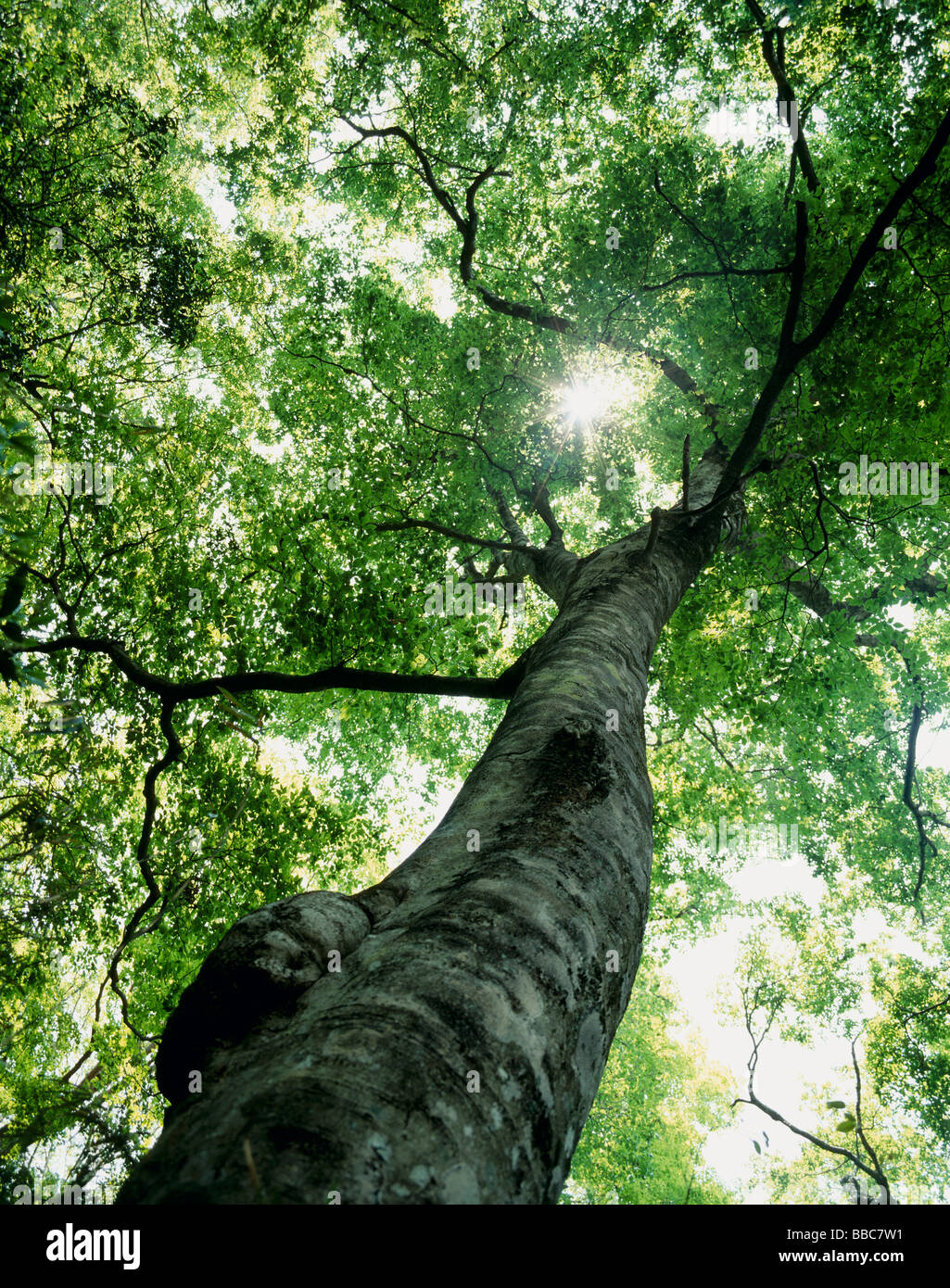 Beech Big Tree Stock Photo - Alamy