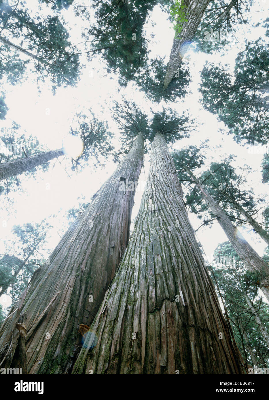 Japanese Cedar Tree Stock Photo - Alamy