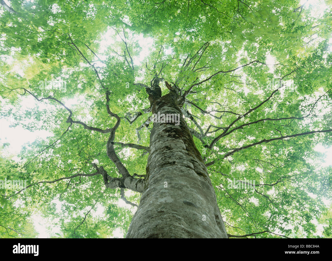 Beech Big Tree Stock Photo - Alamy