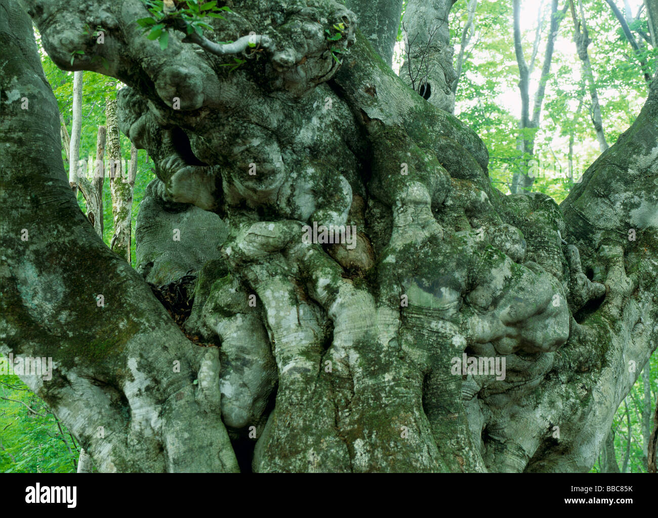 Beech Big Tree Stock Photo - Alamy