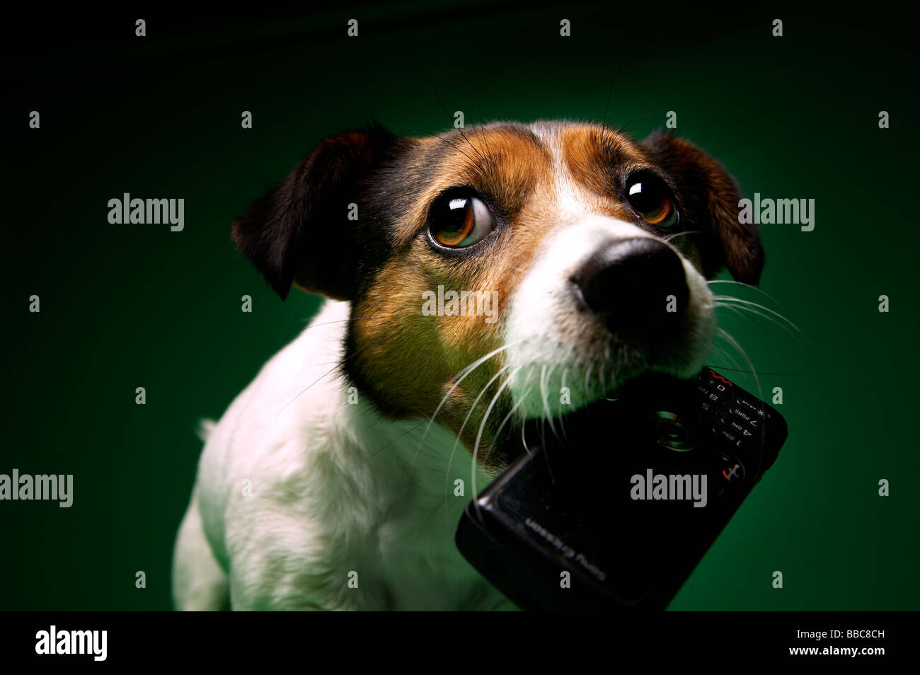 Dog with phone in mouth hi-res stock photography and images - Alamy