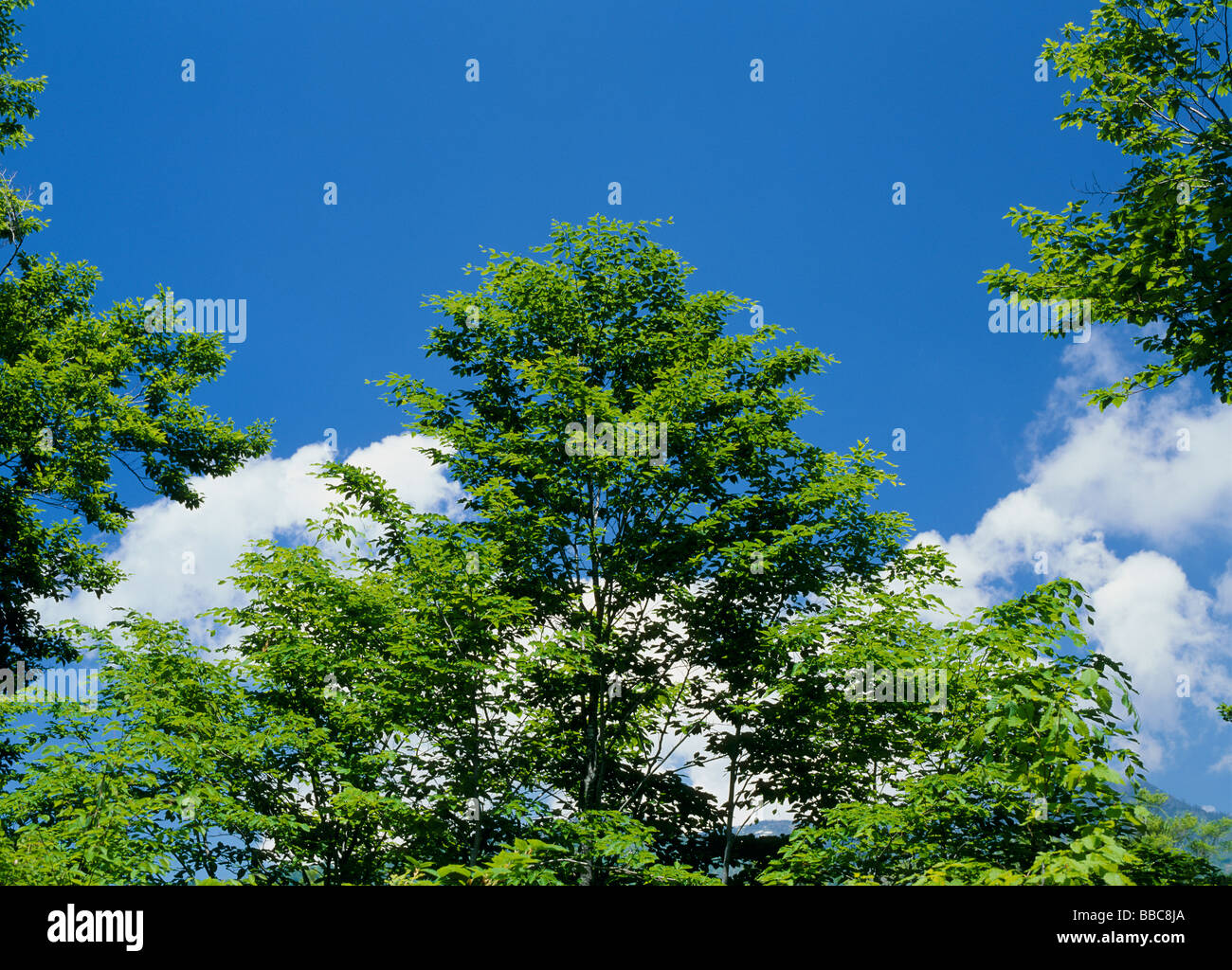 Tree and Blue Sky Stock Photo - Alamy