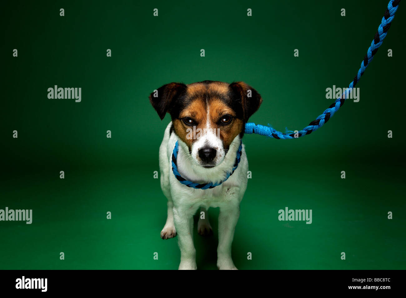 Dog With Phone In Mouth High Resolution Stock Photography and Images ...