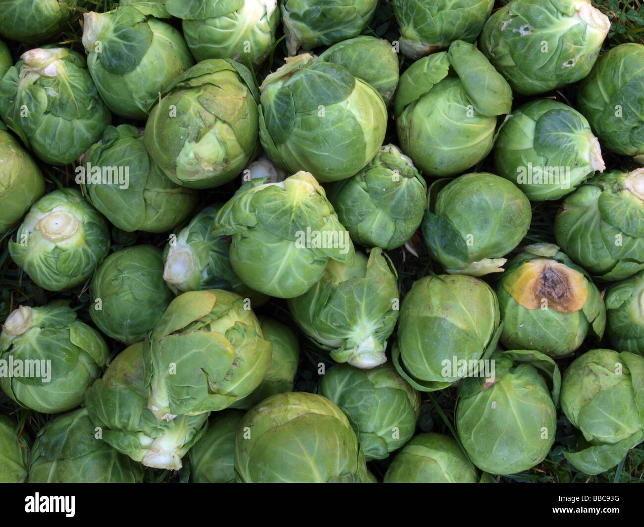 Brussel sprouts vegetables hi-res stock photography and images - Alamy