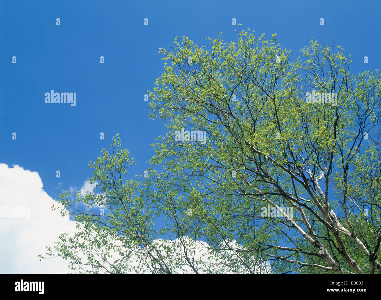 Tree and Blue Sky Stock Photo - Alamy