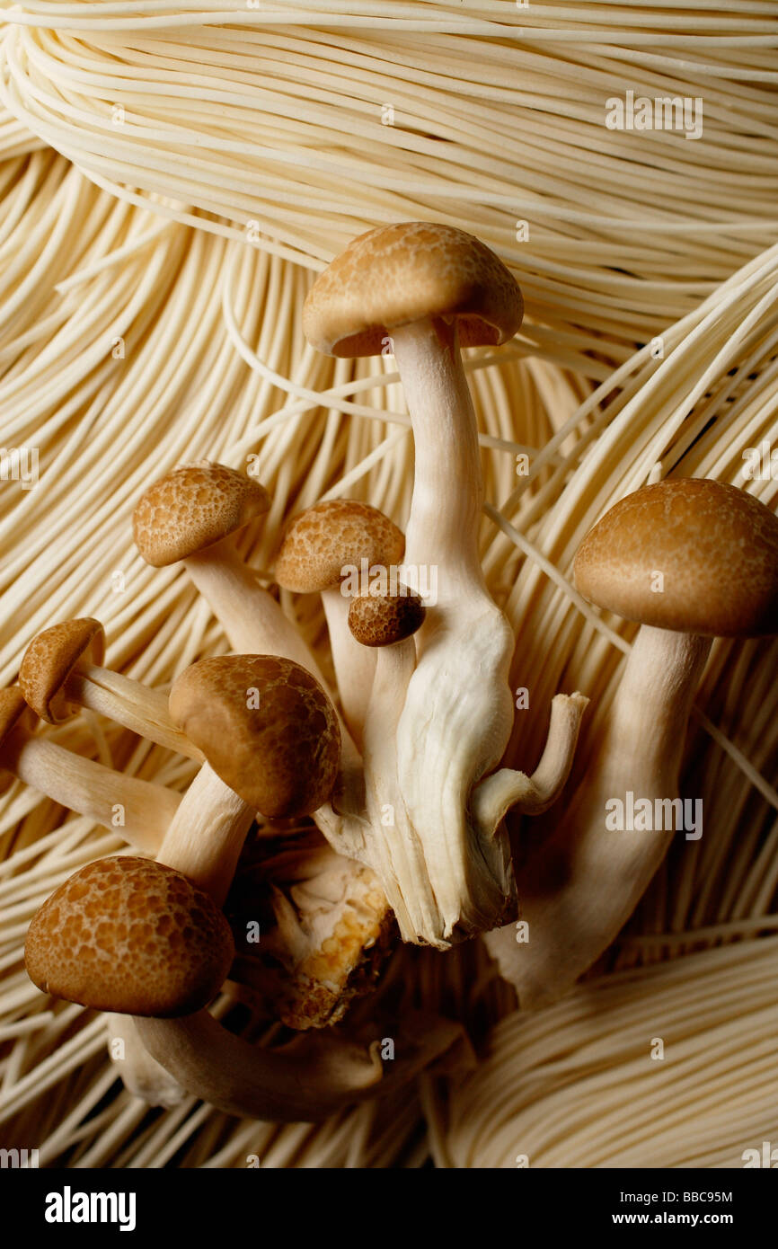 Chinese noodles and mushrooms, close up Stock Photo - Alamy