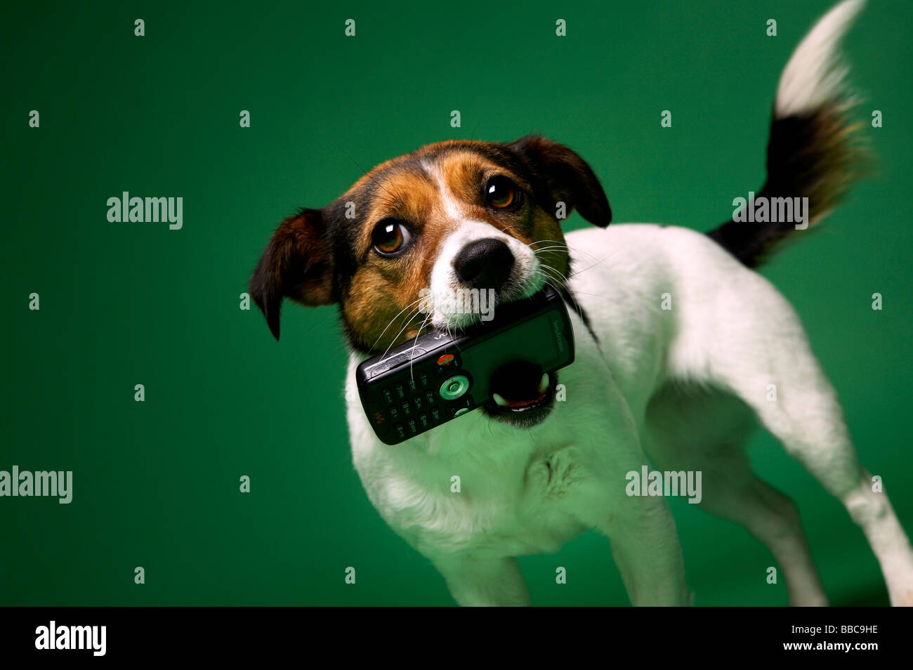 Dog with phone in mouth hi-res stock photography and images - Alamy