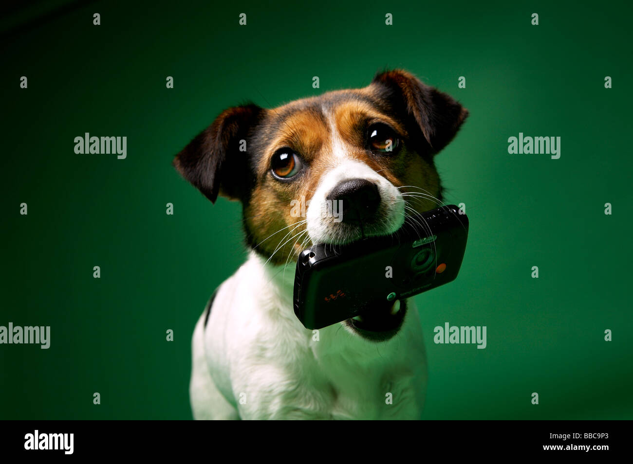 Dog with phone in mouth hi-res stock photography and images - Alamy