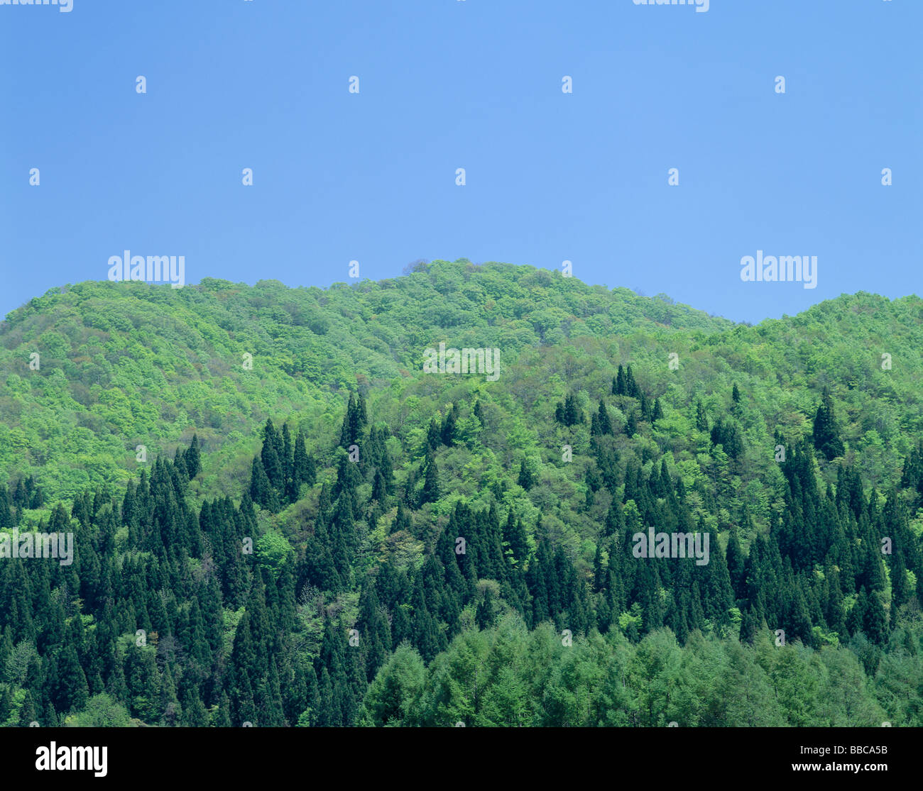 Forest on Mountain Stock Photo - Alamy