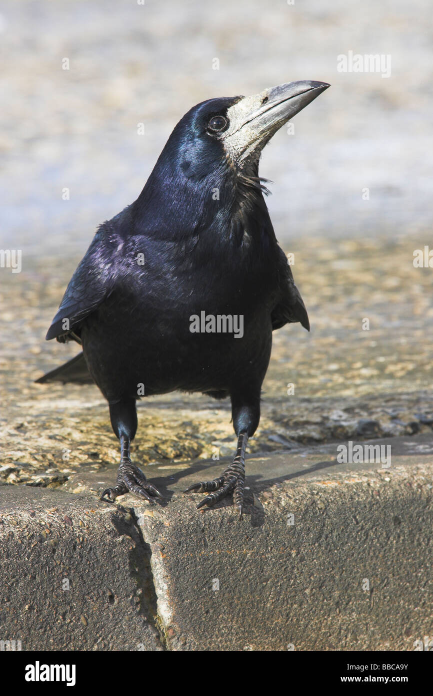 Rook Corvus frugilegus perched on kerb at Aberystywth Harbour, Wales in ...