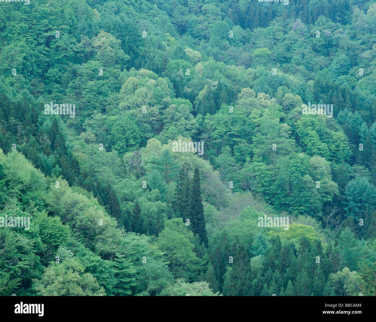 Forest on Hill Stock Photo - Alamy