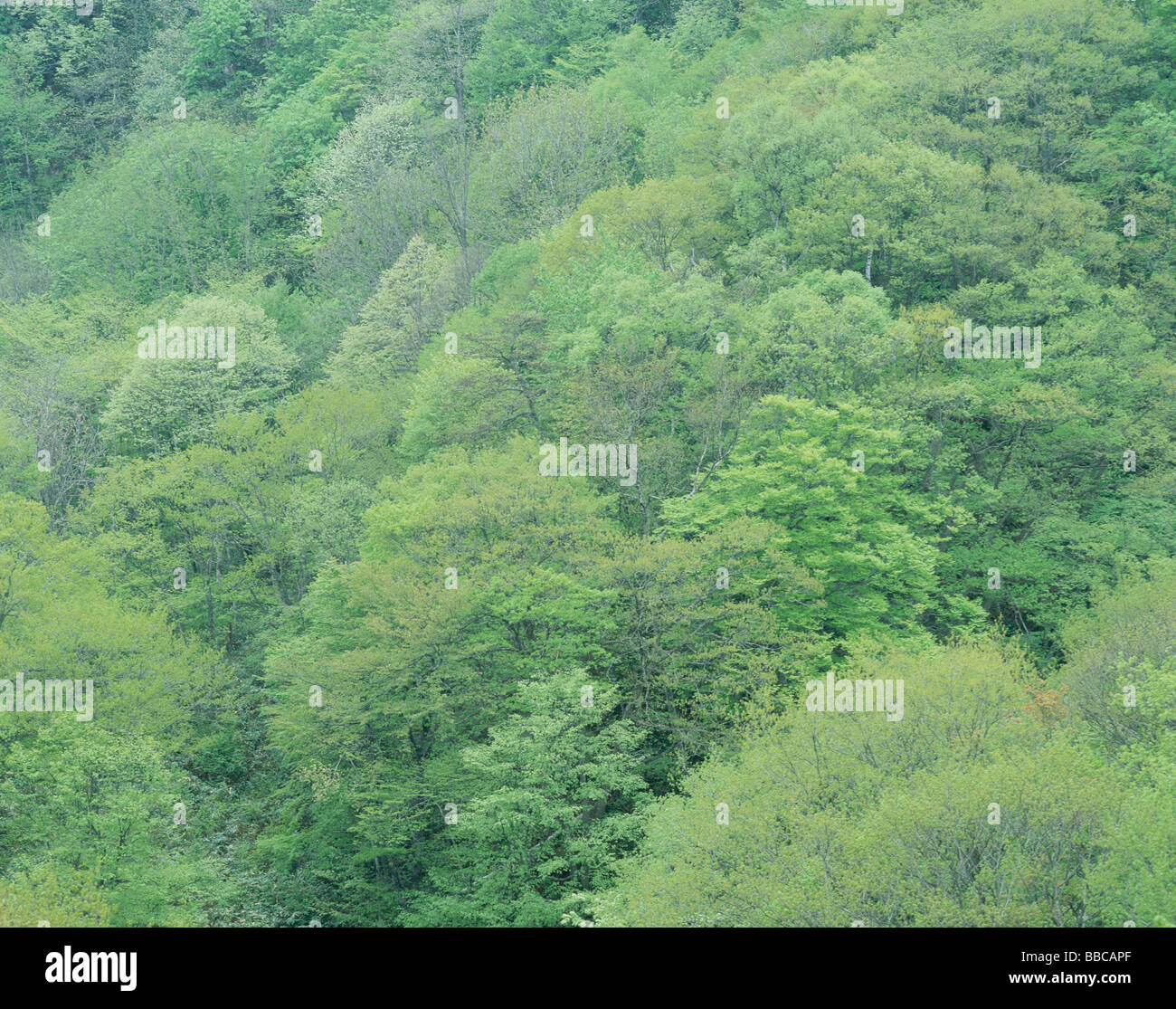 Forest on Hill Stock Photo - Alamy