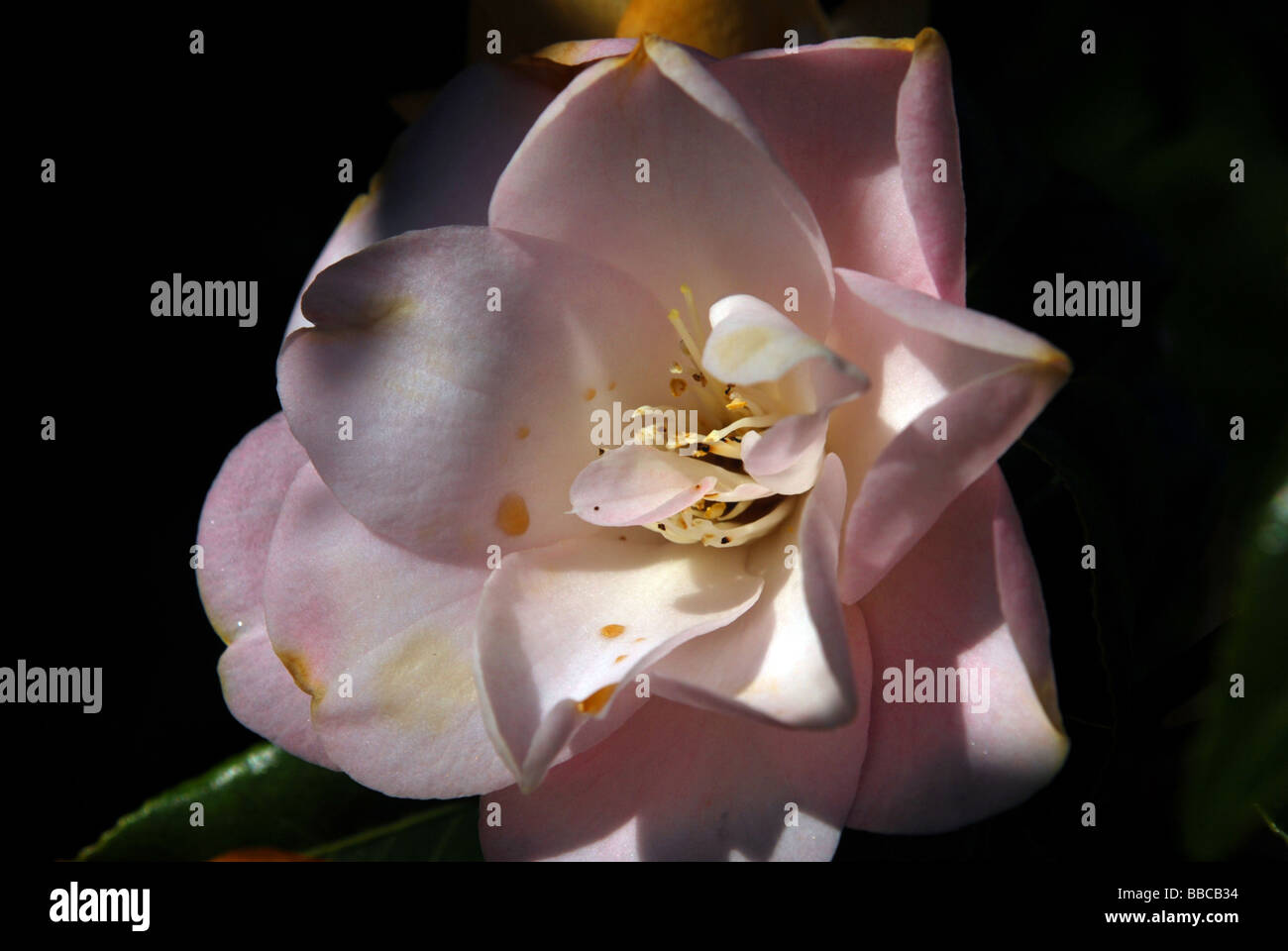 close up detail of a Camellia flower head Stock Photo - Alamy