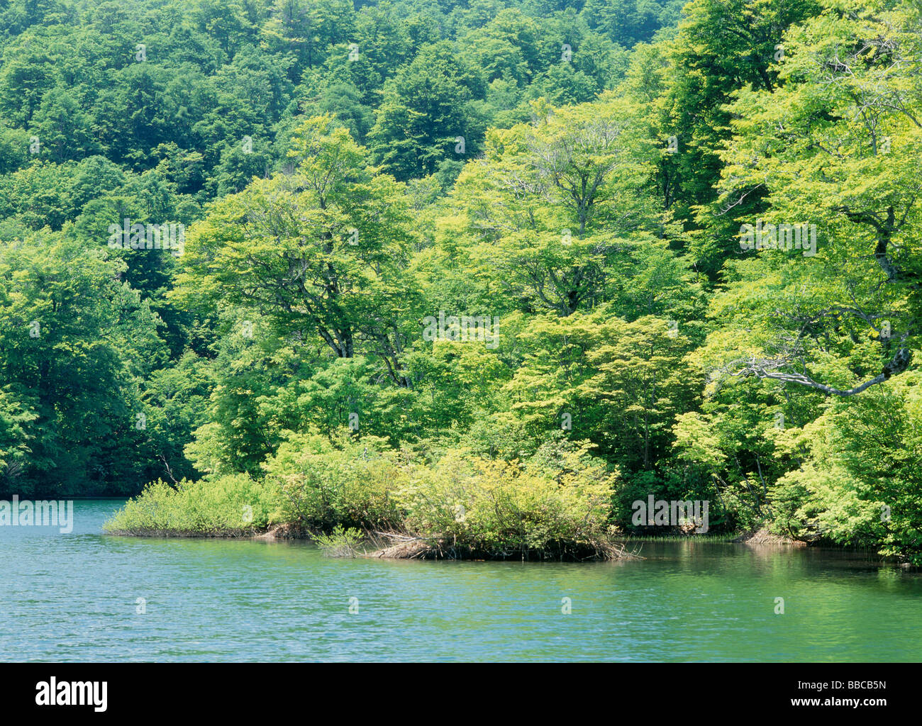 Forest and Pond Stock Photo - Alamy