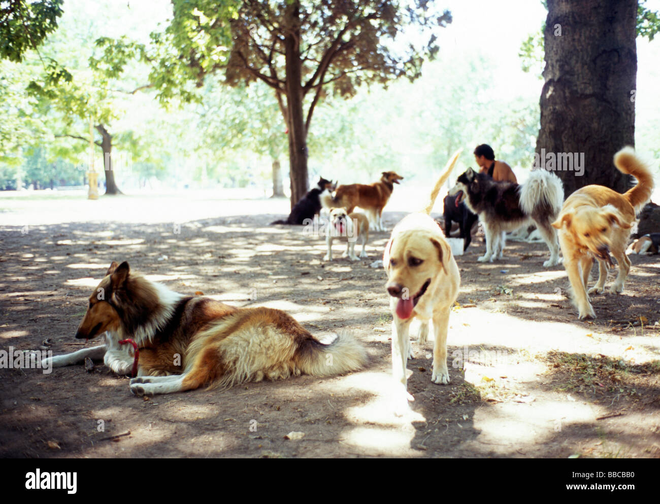 Paseadores de perros hi-res stock photography and images - Alamy