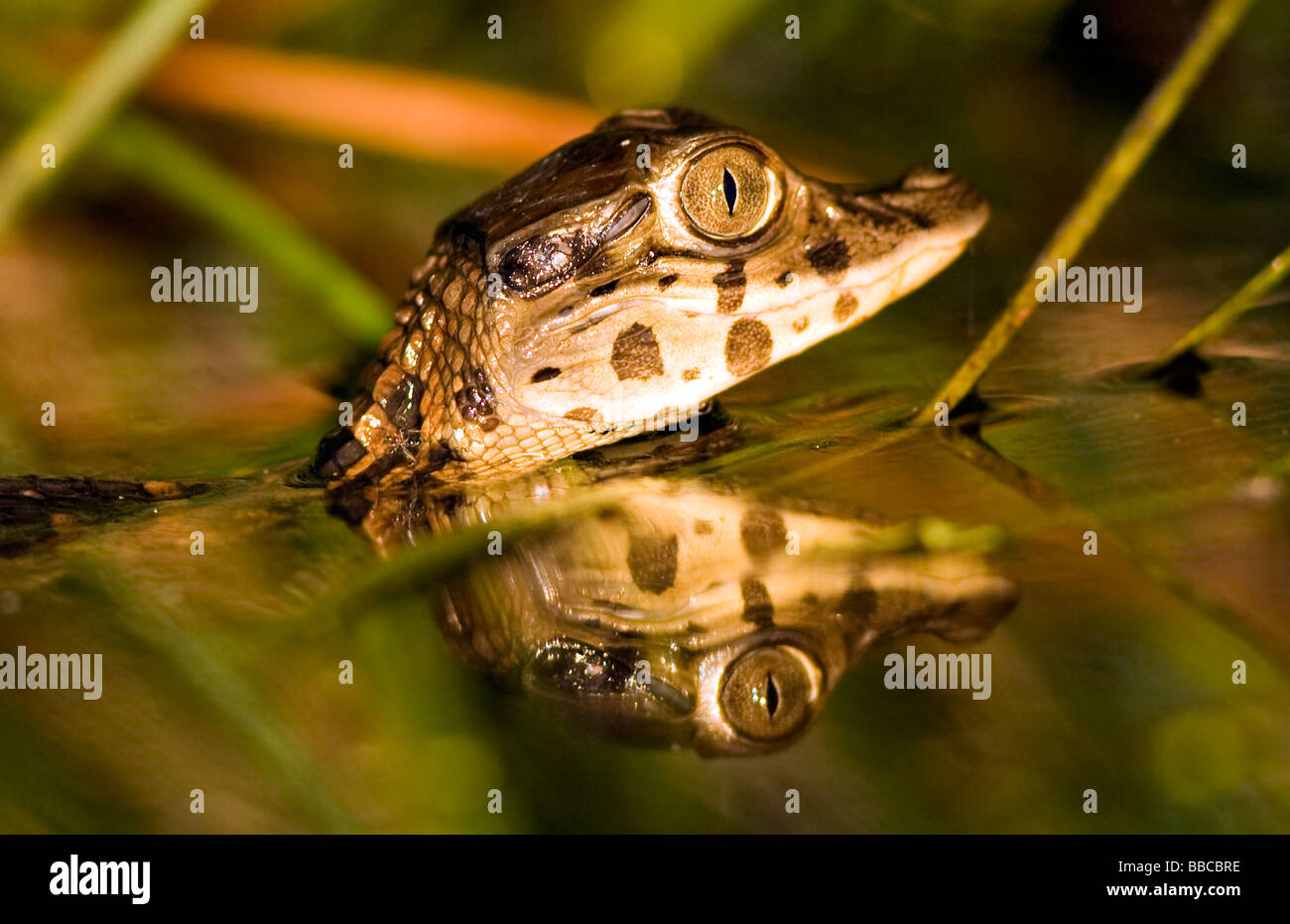 Juvenile amazon caiman hi-res stock photography and images - Alamy