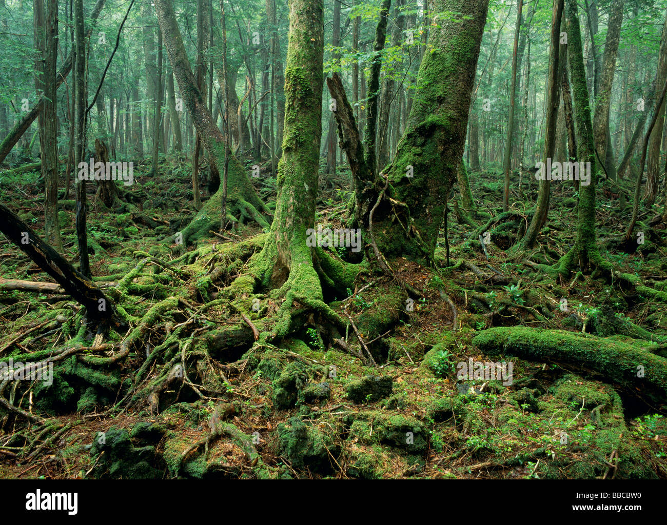 Yamanashi forest High Resolution Stock Photography and Images - Alamy