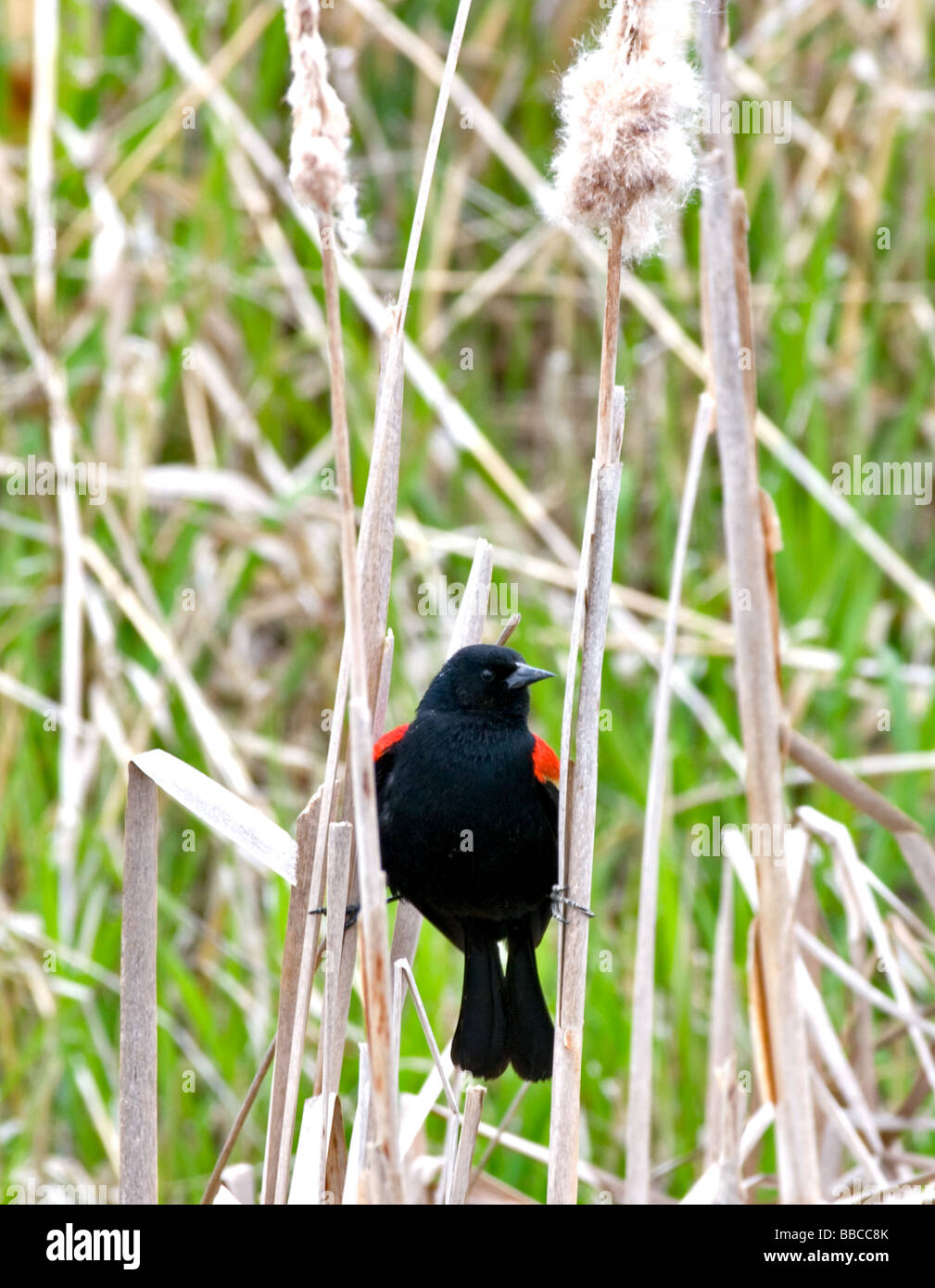 Red wing blackbird hi-res stock photography and images - Alamy