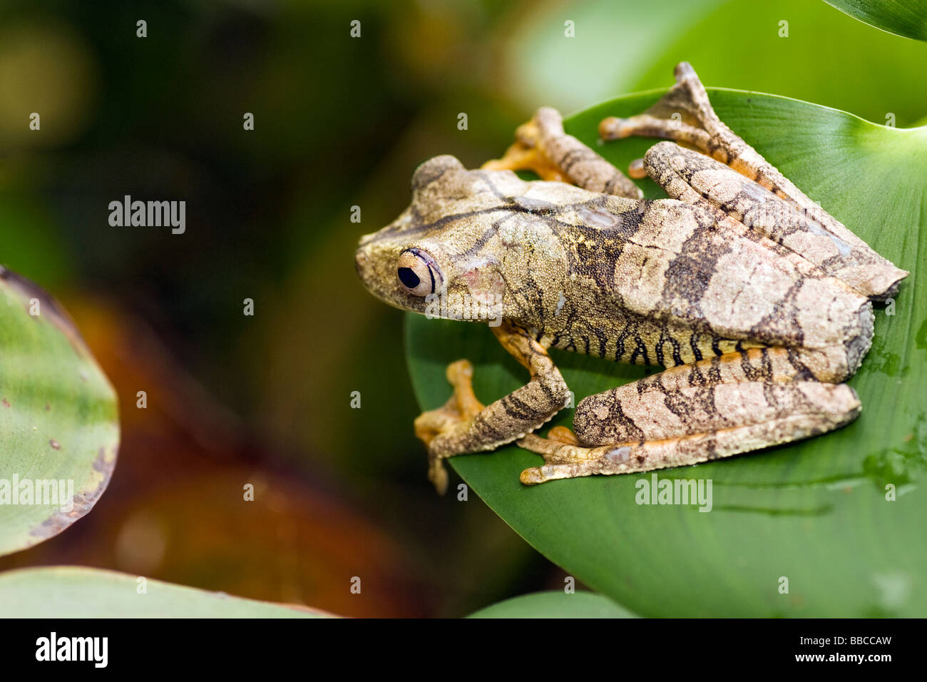 Tree frog on leaf - Yasuni National Park, Napo Province, Ecuador Stock ...