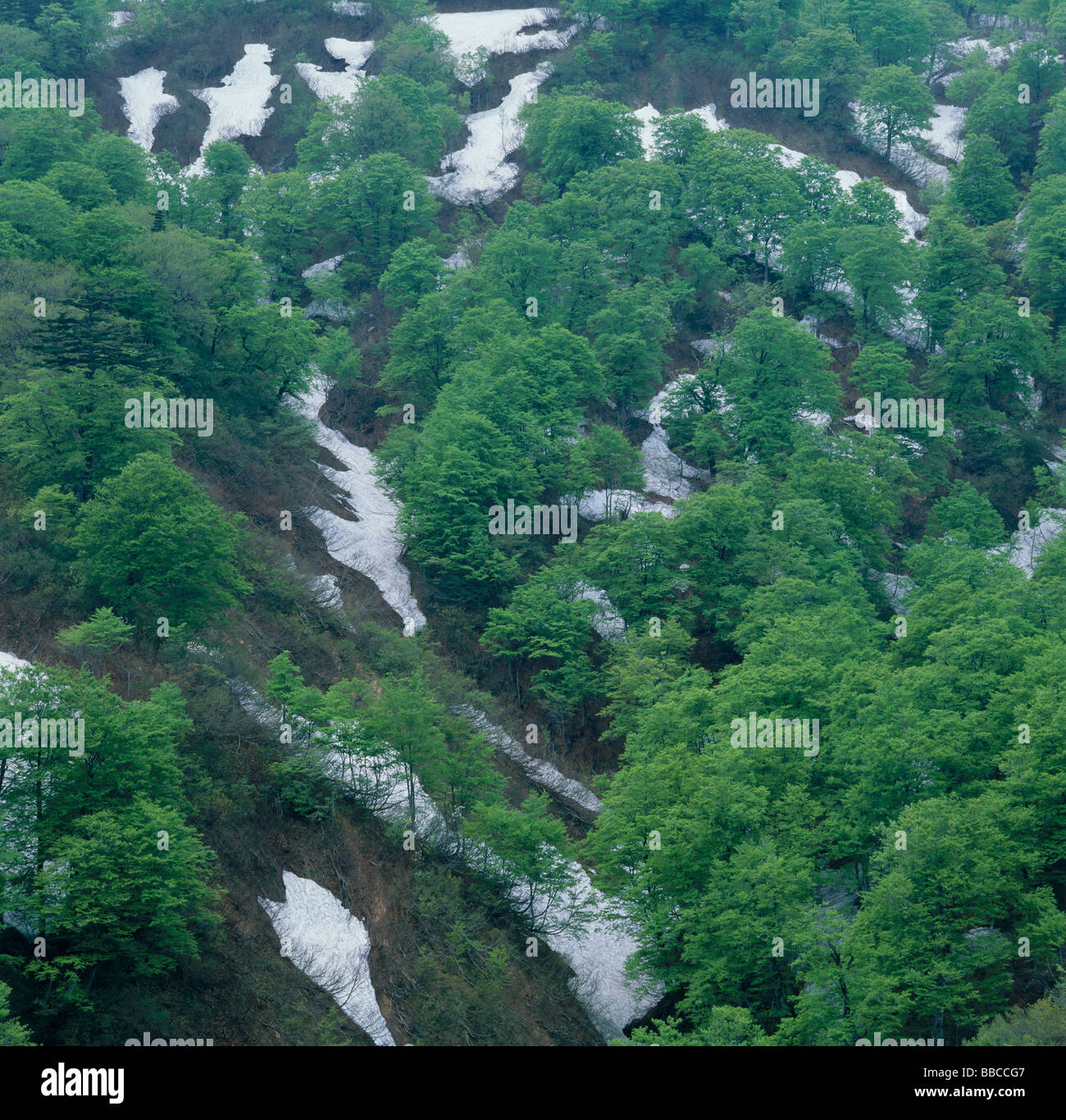 Forest in snow hi-res stock photography and images - Alamy
