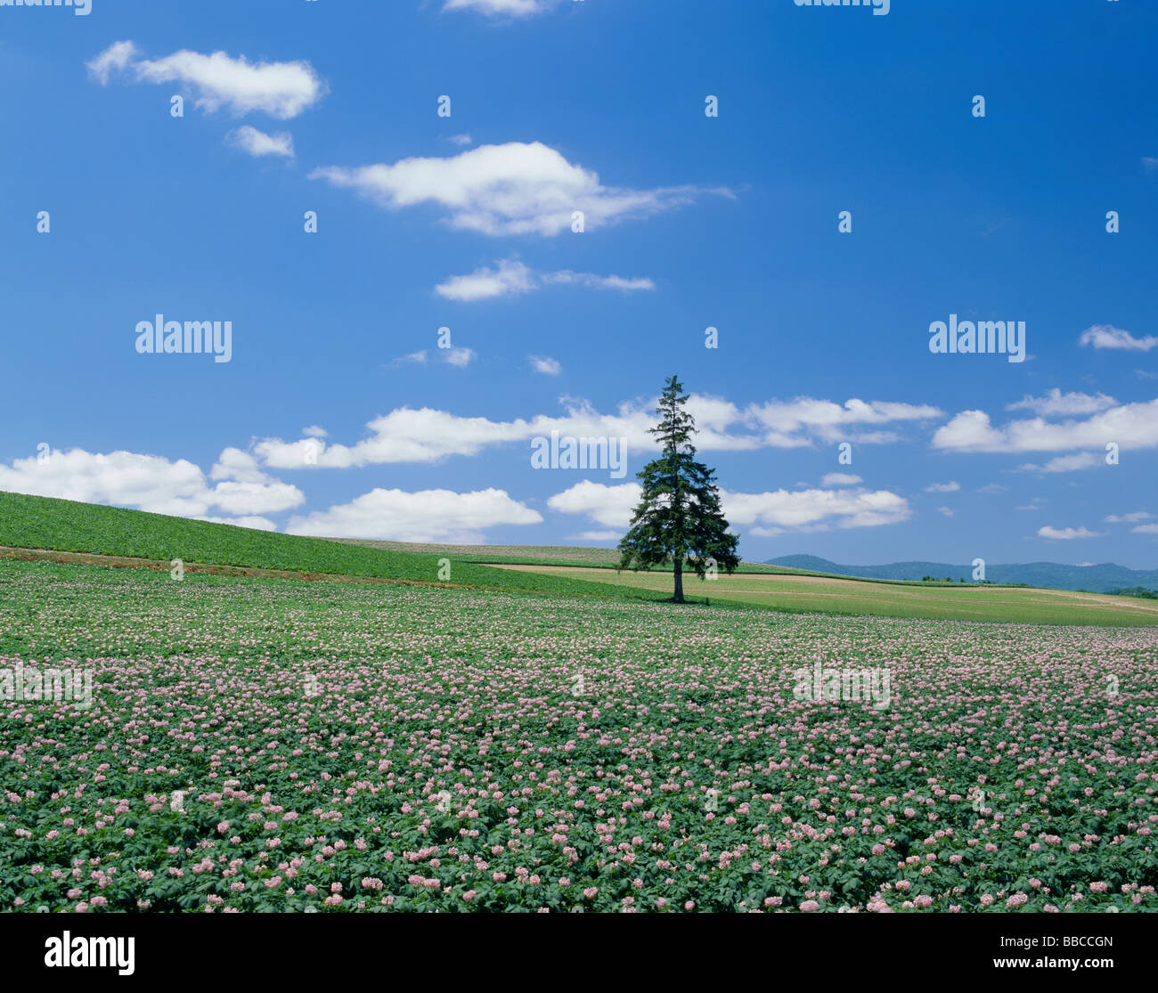 Single Tree in Potato Field Stock Photo - Alamy