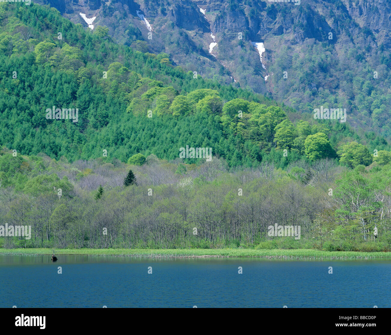 Forest and Pond Stock Photo - Alamy