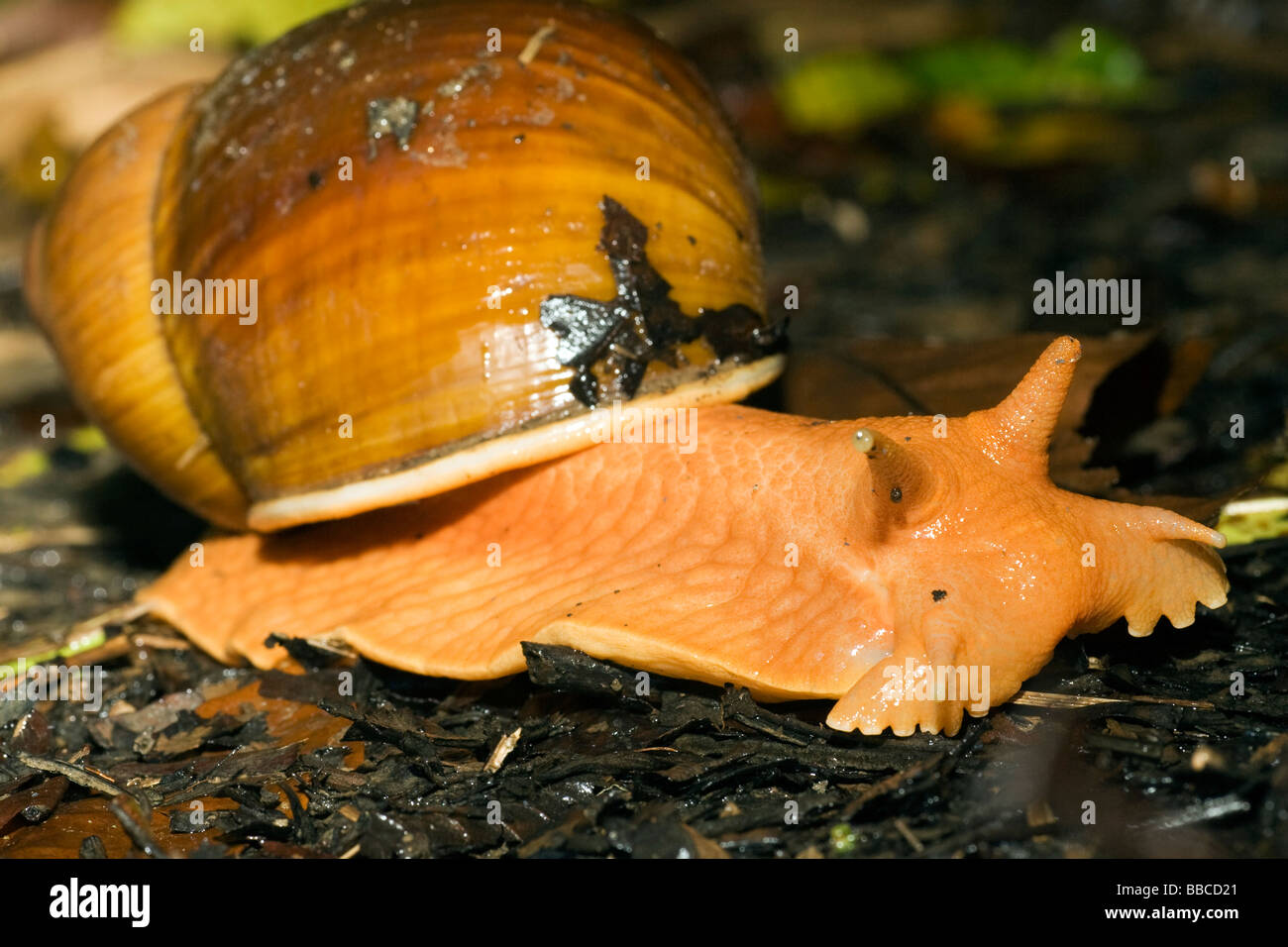 Giant snail hi-res stock photography and images - Alamy