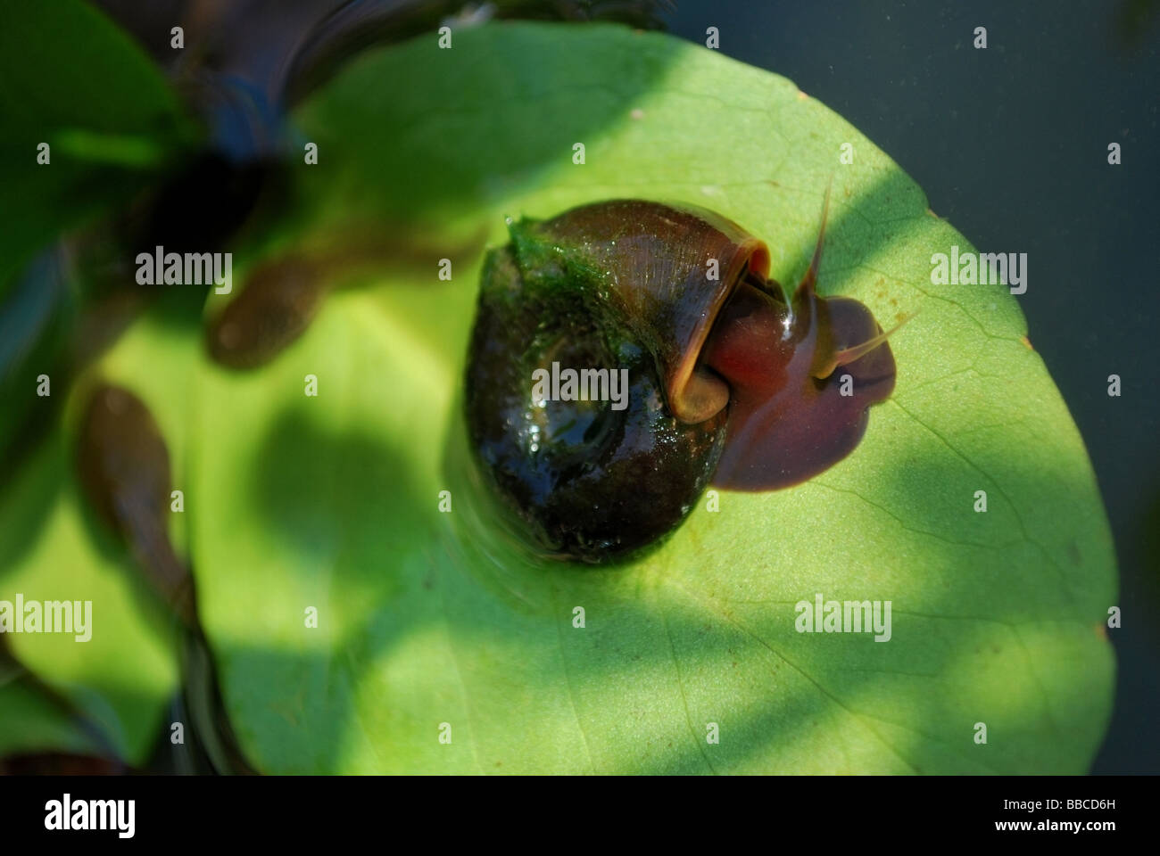Water snail hi-res stock photography and images - Alamy