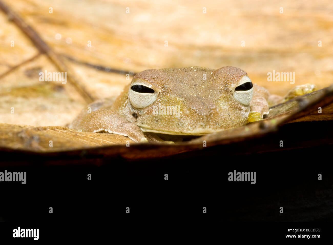 Close-up of tree frog on leaf - Yasuni National Park, Napo Province ...