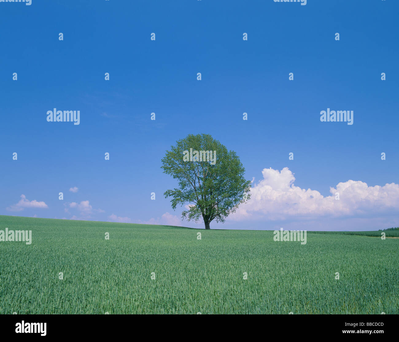 Single Tree in Wheat Field Stock Photo - Alamy