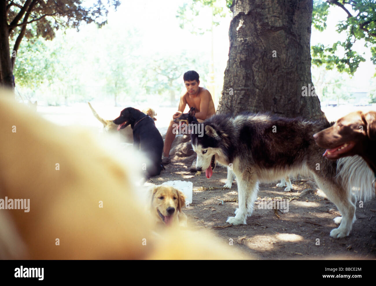 Paseadores de perros hi-res stock photography and images - Alamy