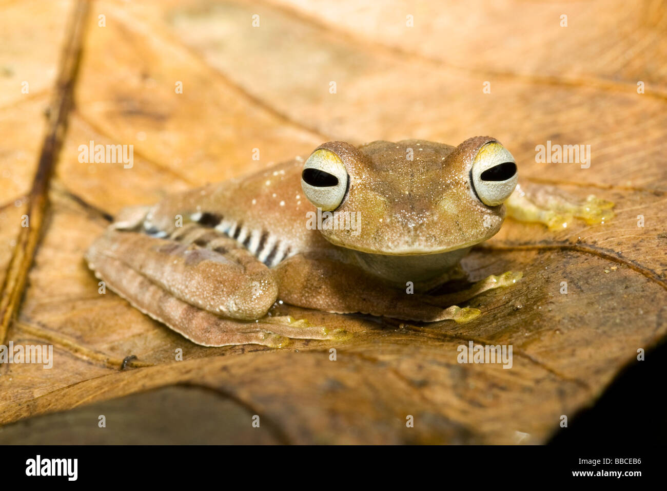 Close-up of tree frog on leaf - Yasuni National Park, Napo Province ...