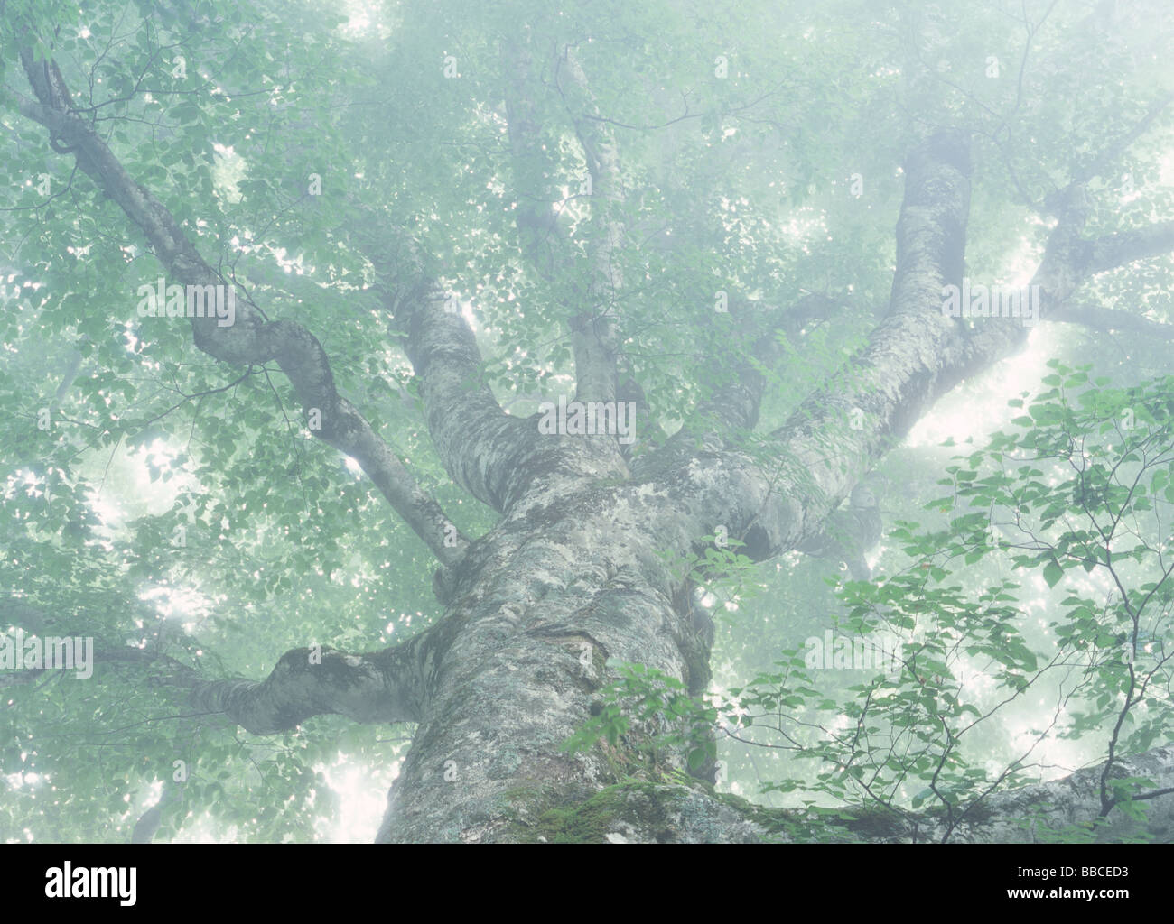 Beech Big Tree Stock Photo - Alamy