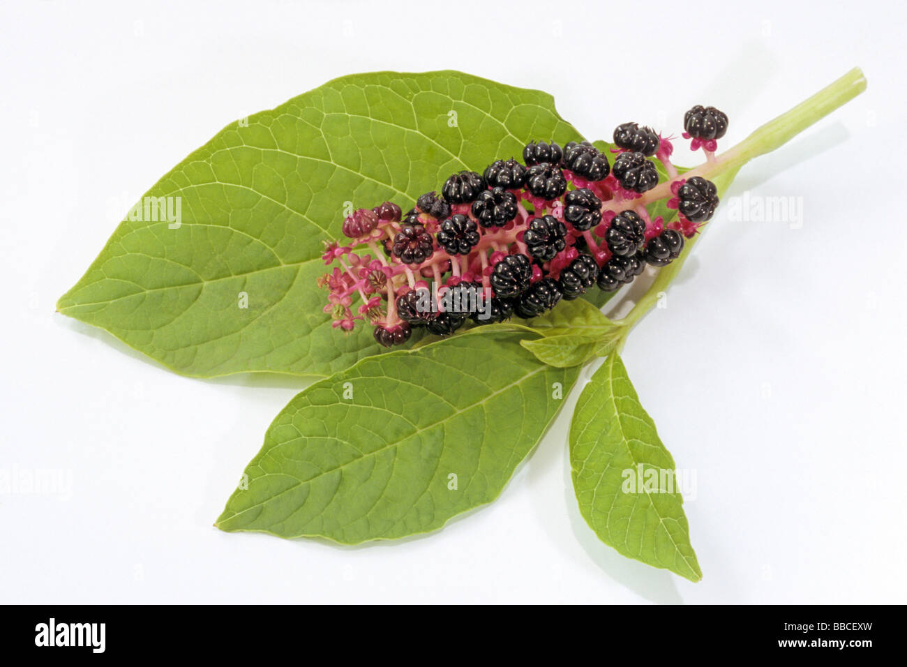 Picture of americana hi-res stock photography and images - Alamy