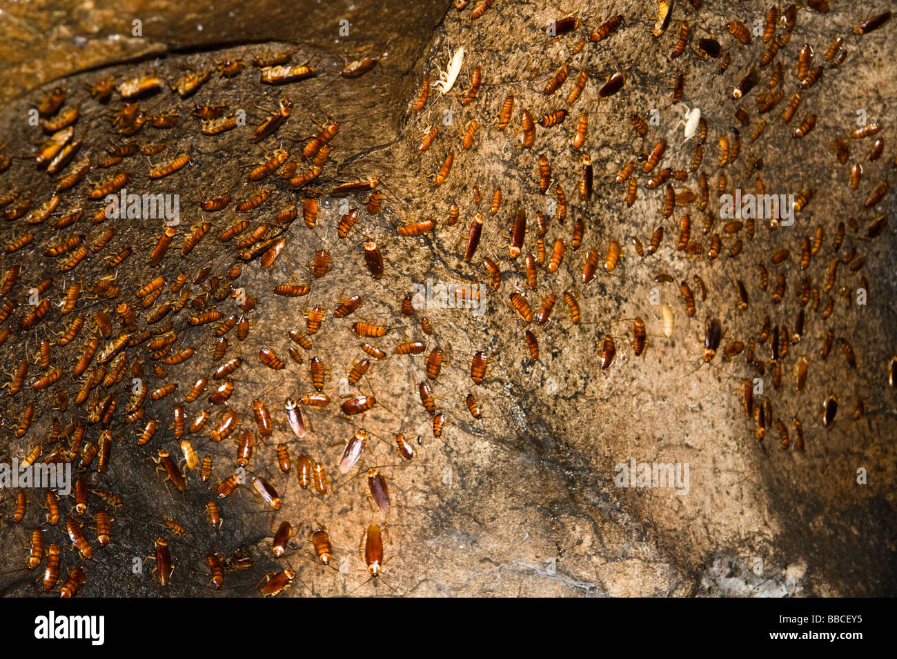 Cockroaches on a cave wall, Malaysian Borneo Stock Photo - Alamy
