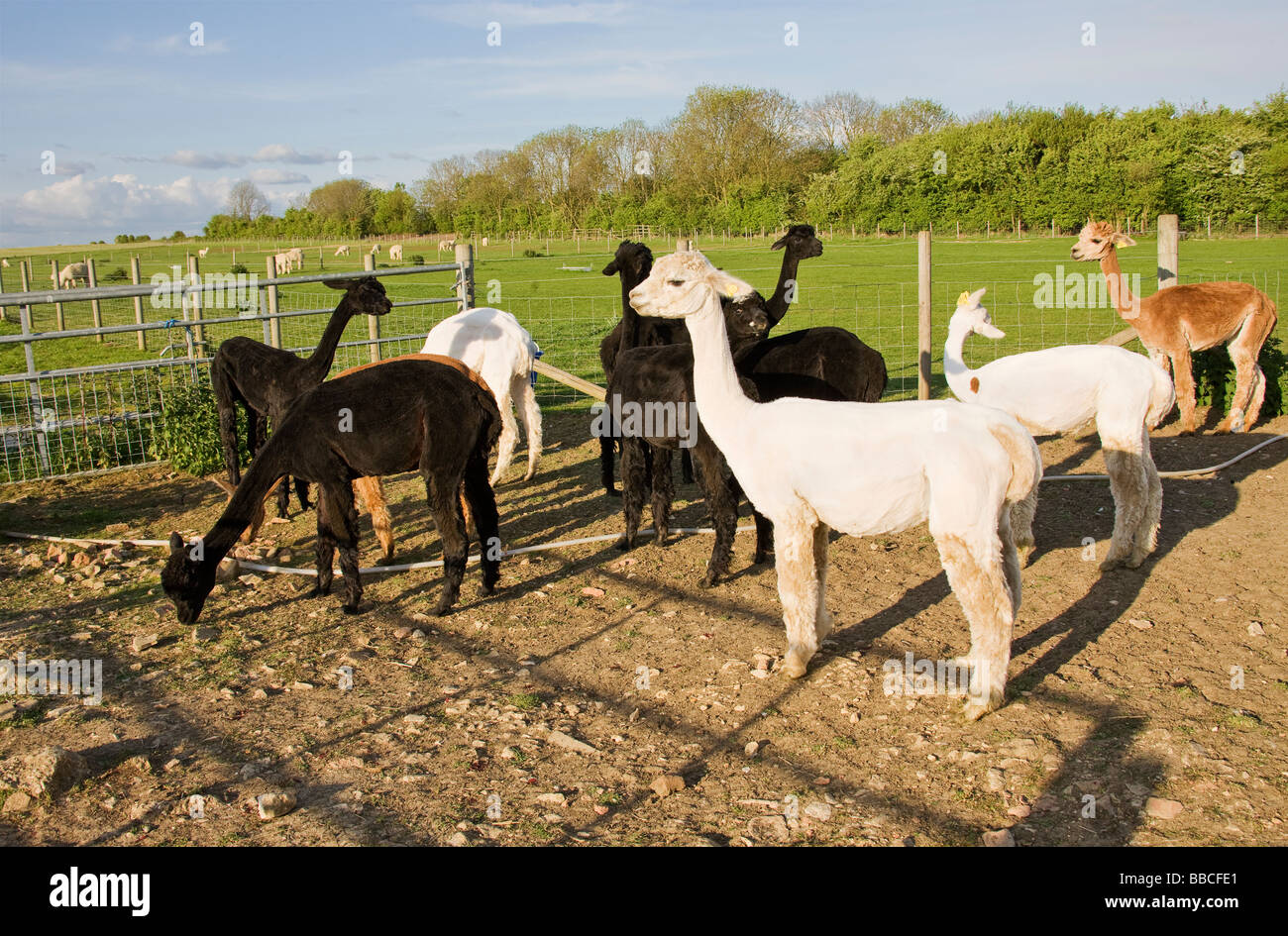 Lama pacos hi-res stock photography and images - Alamy