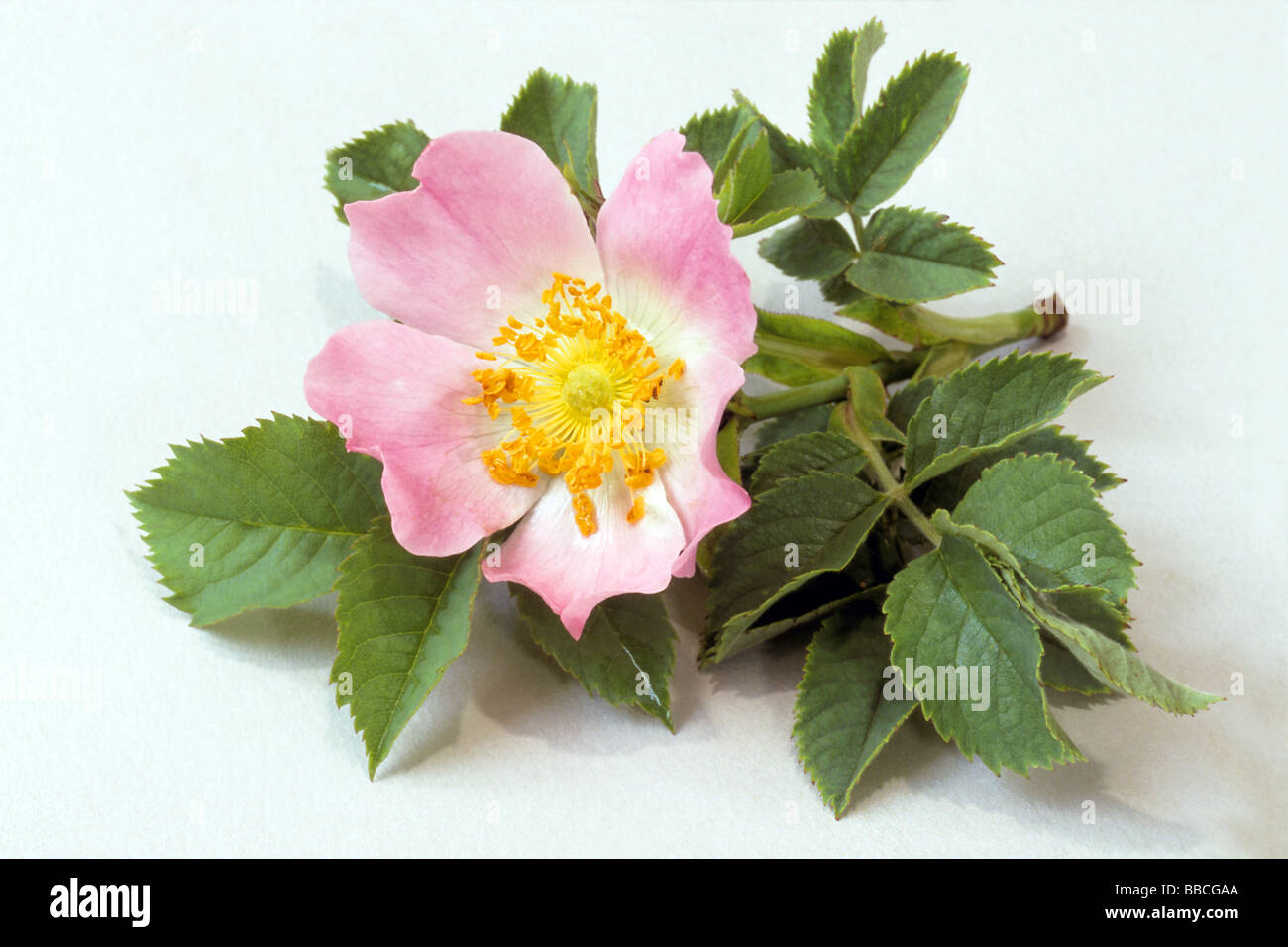 Dog Rose (Rosa canina), flower and leaves, studio picture Stock Photo ...