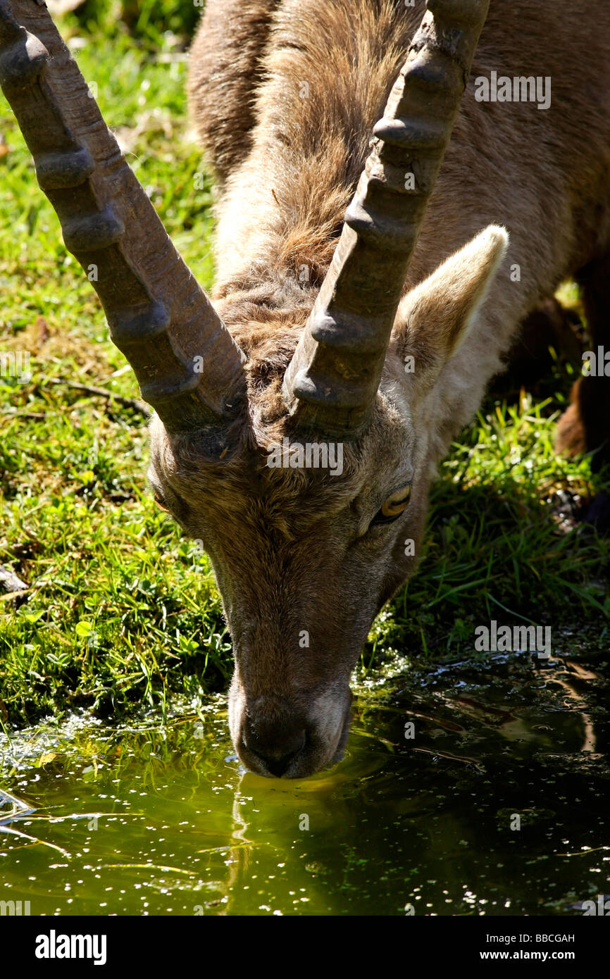 Alpine Ibex Capra ibex Drinking Water Stock Photo - Alamy