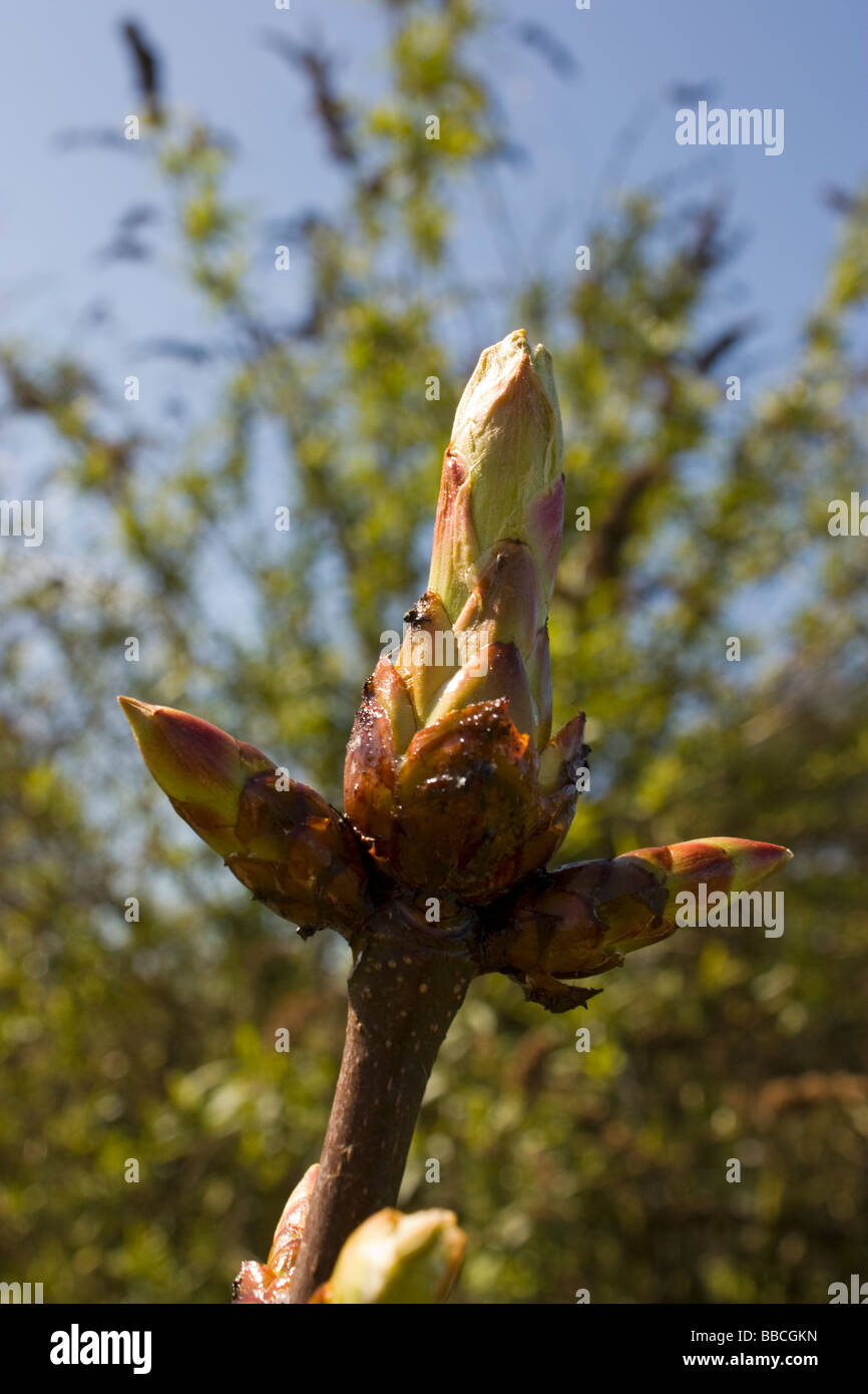 Sticky buds horse chestnut tree hi-res stock photography and images - Alamy