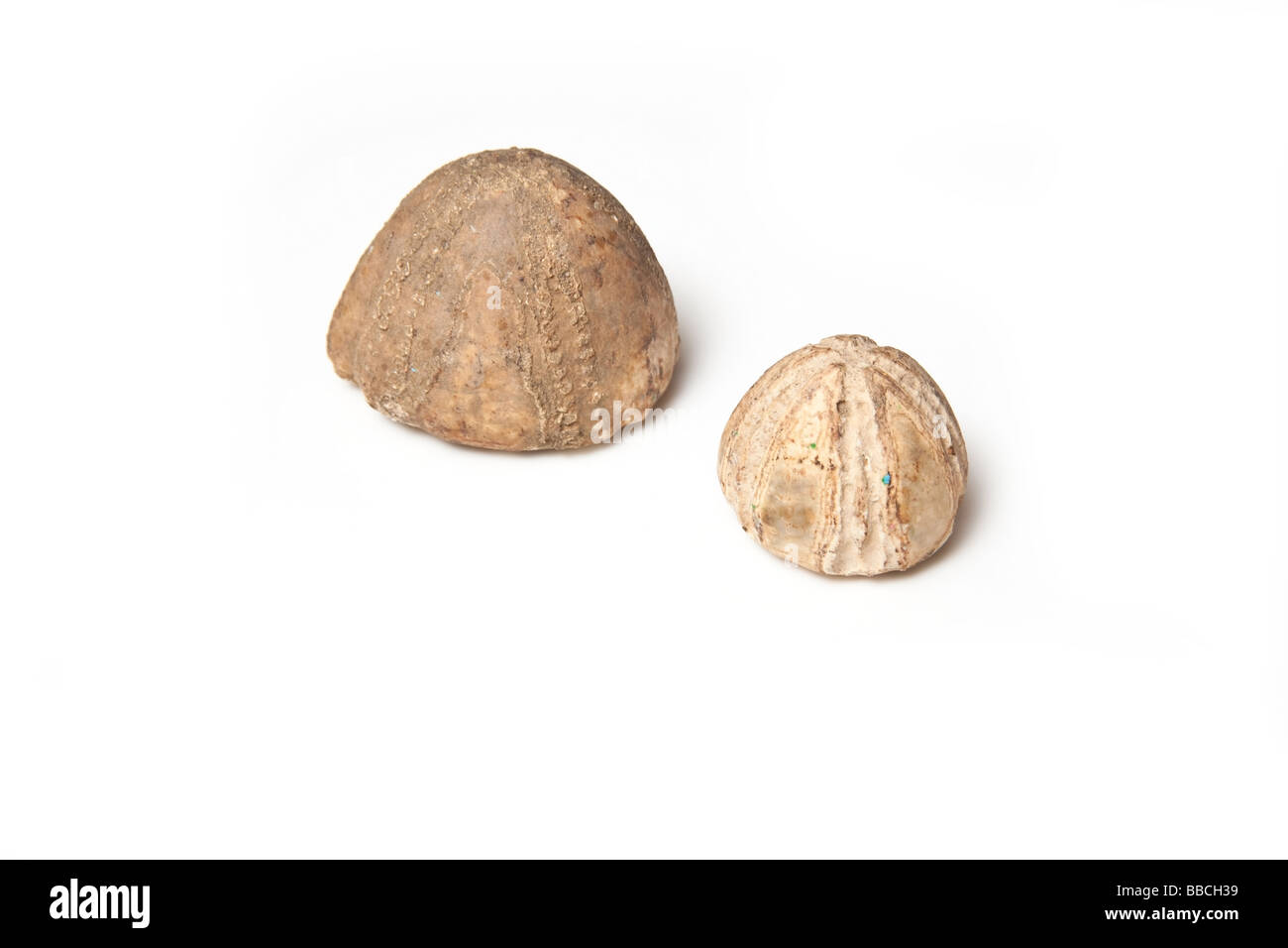 Fossils isolated on a white studio background Stock Photo - Alamy