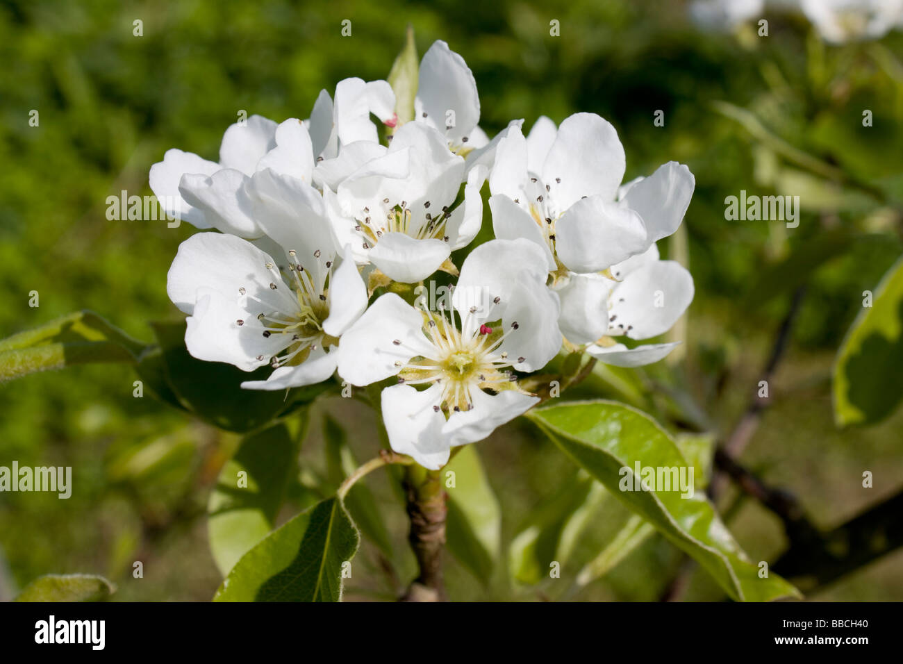 Fruiting pear tree hi-res stock photography and images - Alamy