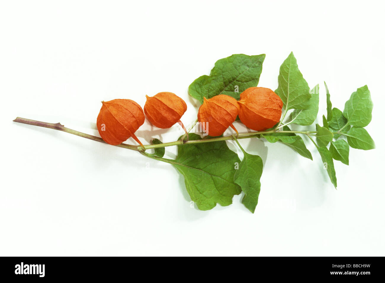 Physalis plant Cut Out Stock Images & Pictures - Alamy