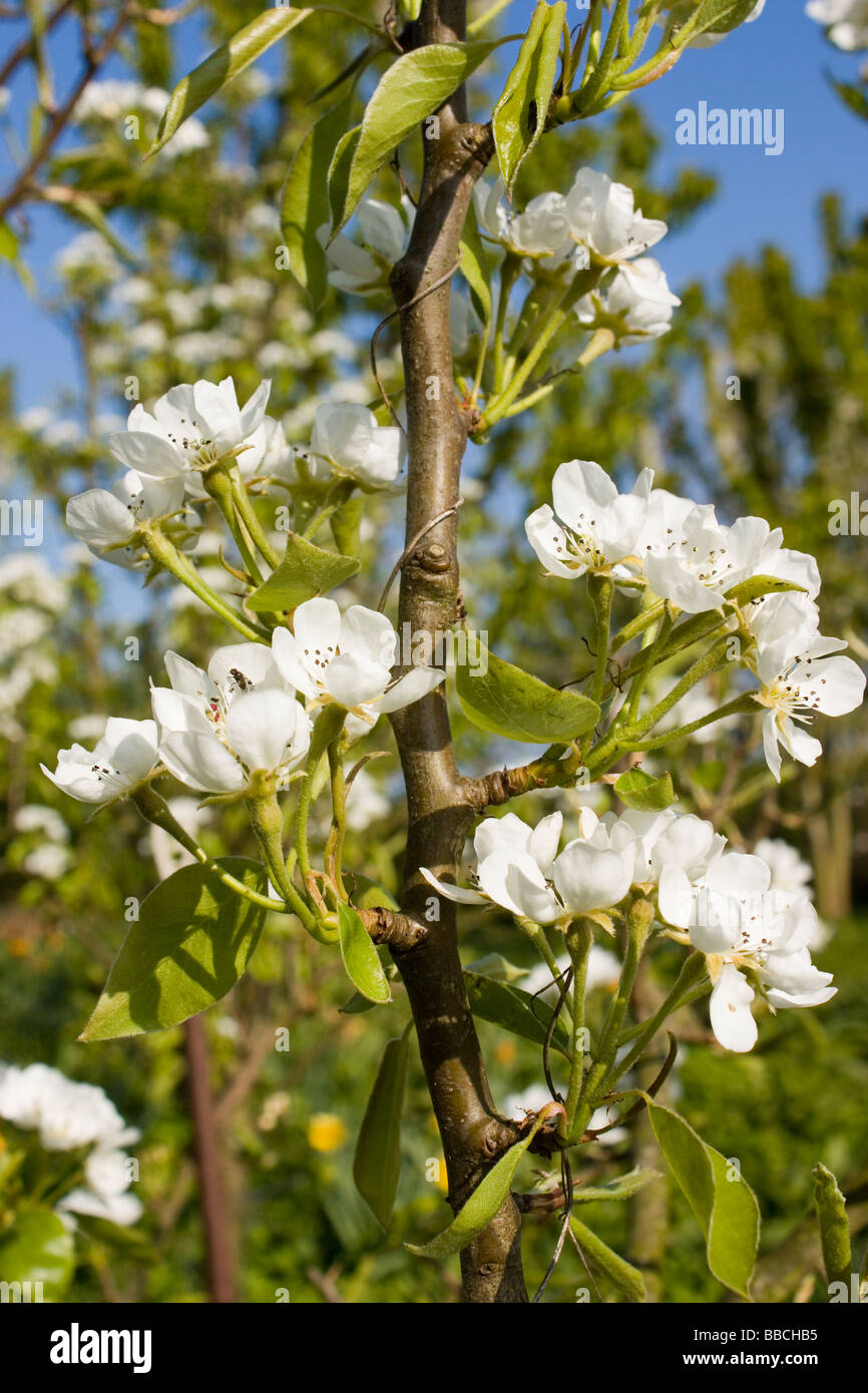 Pear blossom hi-res stock photography and images - Alamy