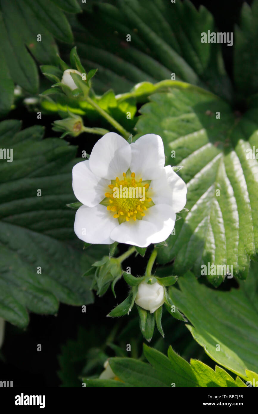 Close up flowering strawberry hi-res stock photography and images - Alamy
