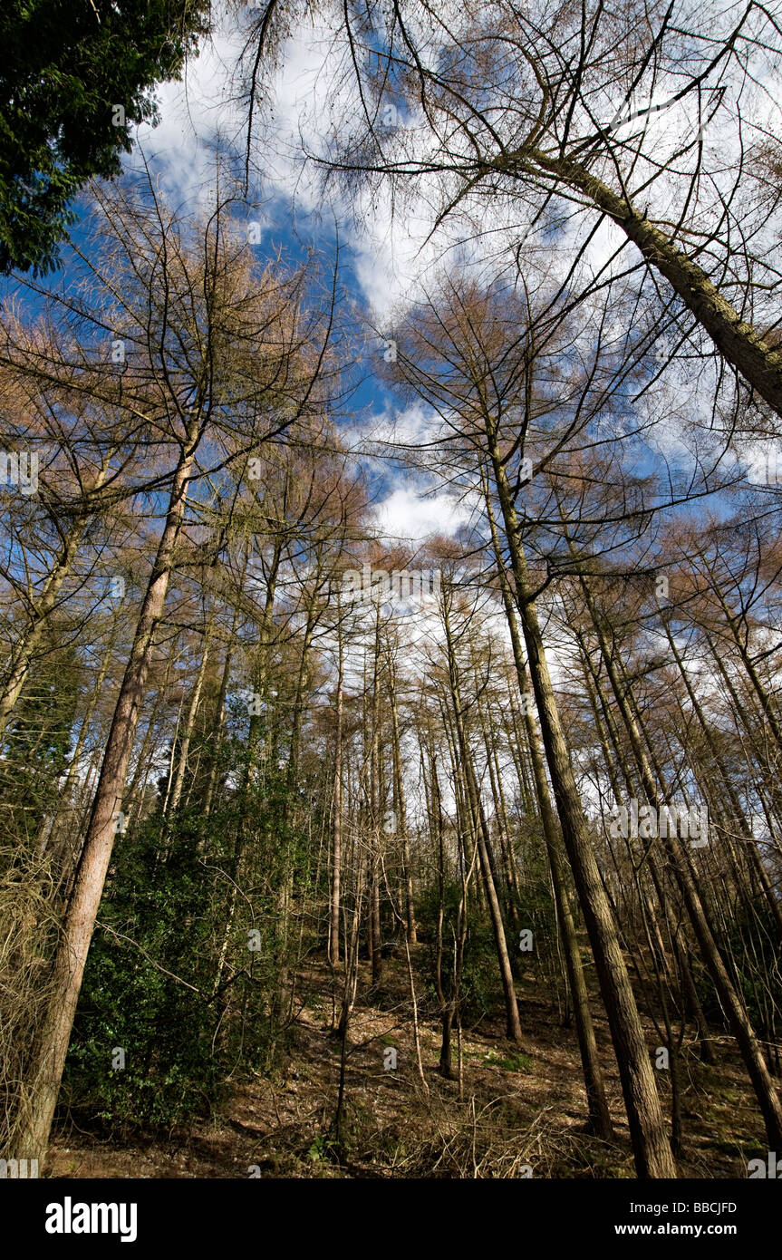 Sunlight on leaves worcestershire hi-res stock photography and images ...