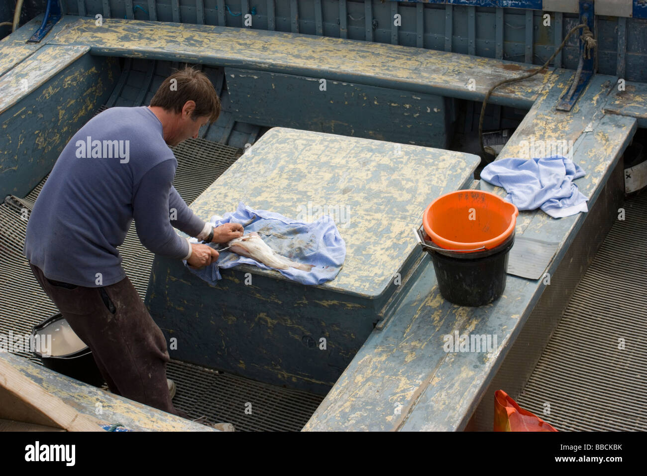 Fisherman cleaning his catch on Orford Quay, Suffolk Stock Photo - Alamy