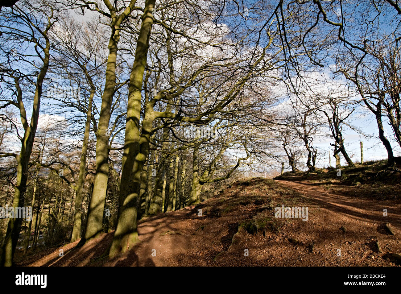 trees on the clent hills adams hill in worcestershire Stock Photo - Alamy