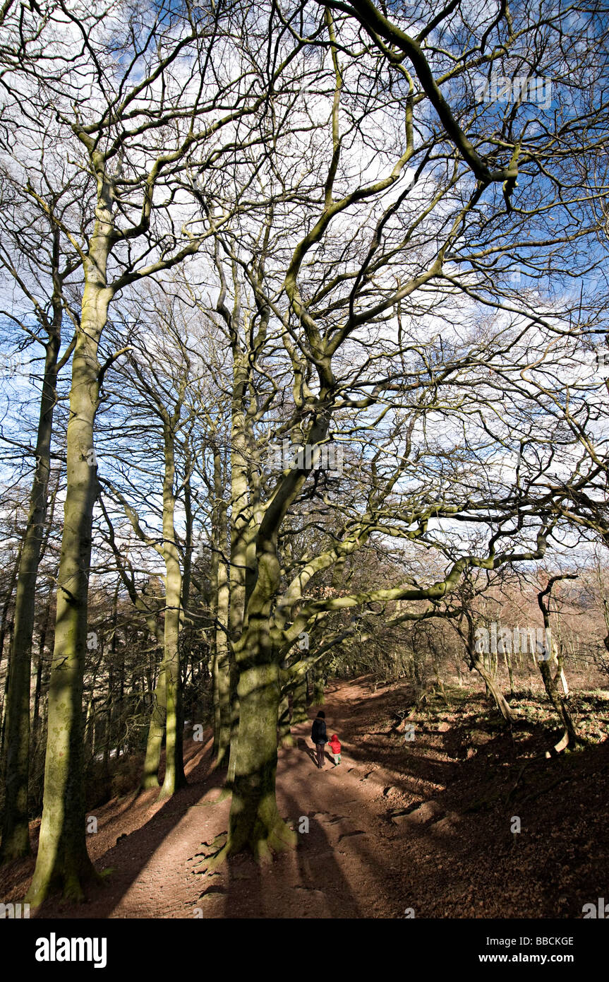 Sunlight on leaves worcestershire hi-res stock photography and images ...