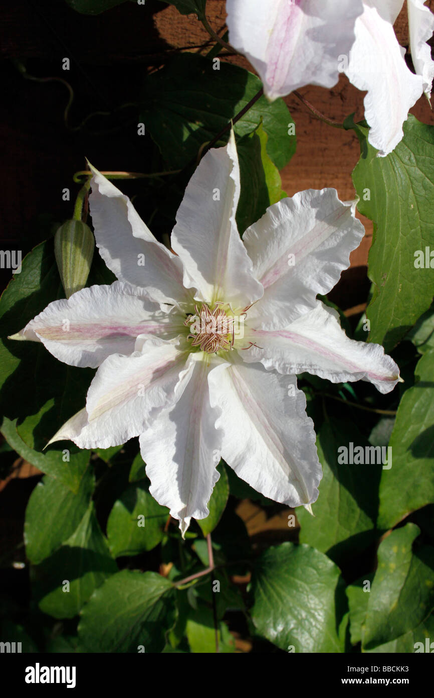 CLEMATIS HYDE HALL. ATRAGENE. OLD MAN'S BEARD. TRAVELLER'S JOY. VIRGIN ...