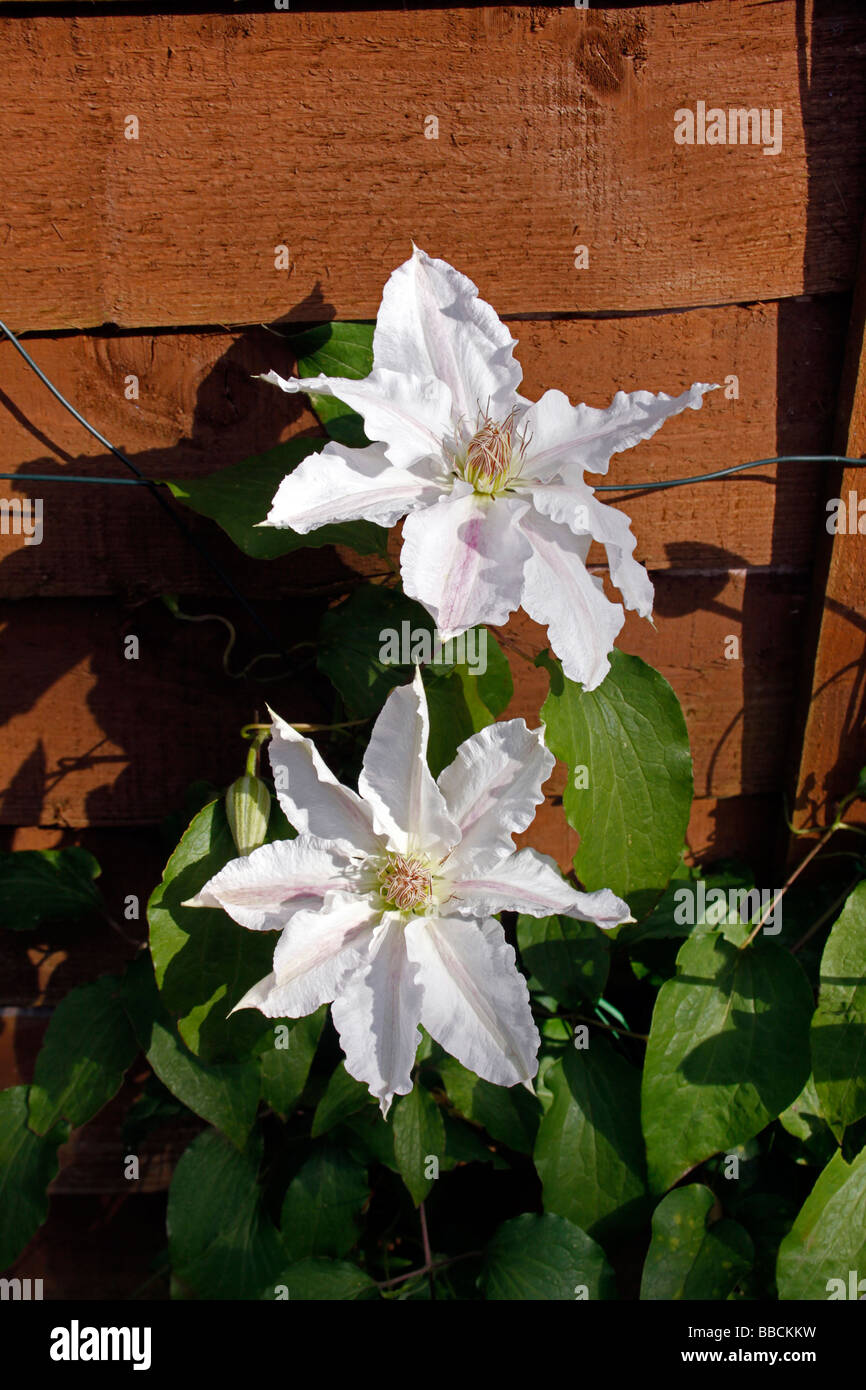 CLEMATIS HYDE HALL. ATRAGENE. OLD MAN'S BEARD. TRAVELLER'S JOY. VIRGIN ...